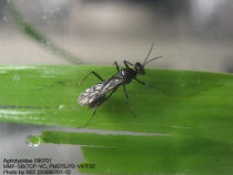 물벌(Agriotypus gracilis Waterston) : 네이버 블로그