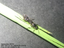 물벌(Agriotypus gracilis Waterston) : 네이버 블로그