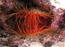 Lima lima, Lima scabra - Flame scallops : 네이버 블로그