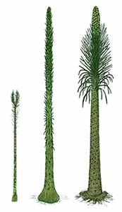 플레우로메이아 - Pleuromeia : 네이버 블로그