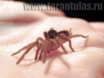 돌연변이 (B.vagans X B.albopilosum) : 네이버 블로그