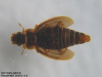 호리가슴땡땡이(Hydraena riparia Kugelann) : 네이버 블로그