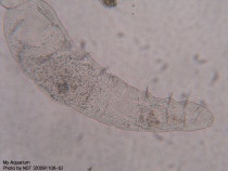 Chaetogaster diastrophus (Gruithuisen, 1828) - 물지렁이 : 네이버 블로그
