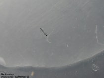 Chaetogaster diastrophus (Gruithuisen, 1828) - 물지렁이 : 네이버 블로그