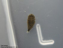 Homoeogenus sp.091211 - 물삿갓벌레과 : 네이버 블로그