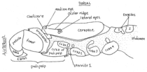 6. 미갈목 (Order Uropygi) : 네이버 블로그