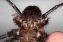 11. 피일목 (Order Solifugae) : 네이버 블로그