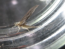 민하루살이(Cincticostella levanidovae) - 암컷 아성충 : 네이버 블로그