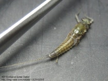 민하루살이(Cincticostella levanidovae) - 암컷 아성충 : 네이버 블로그