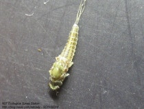 민하루살이(Cincticostella levanidovae) - 암컷 아성충 : 네이버 블로그