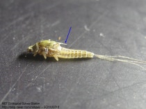 민하루살이(Cincticostella levanidovae) - 암컷 아성충 : 네이버 블로그