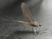 민하루살이(Cincticostella levanidovae) - 수컷 아성충 : 네이버 블로그