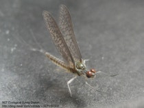 민하루살이(Cincticostella levanidovae) - 수컷 아성충 : 네이버 블로그