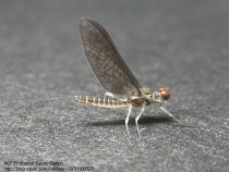 민하루살이(Cincticostella levanidovae) - 수컷 아성충 : 네이버 블로그