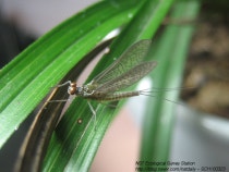 민하루살이(Cincticostella levanidovae) - 수컷 아성충 : 네이버 블로그