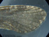 꼬마줄날도래류(Cheumatopsyche) - 성충 : 네이버 블로그