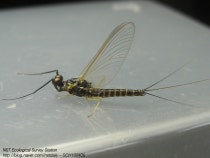 민하루살이(Cincticostella levanidovae) - 수컷 성충 : 네이버 블로그