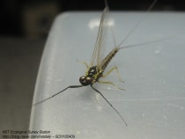 민하루살이(Cincticostella levanidovae) - 수컷 성충 : 네이버 블로그