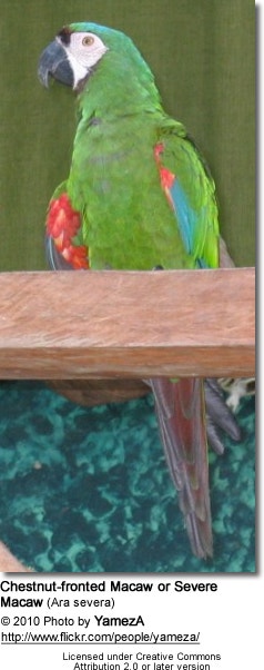 Miliffons Macaw