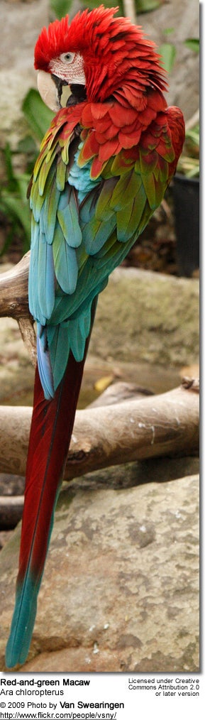 Miliffons Macaw