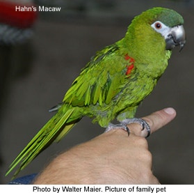 Miliffons Macaw