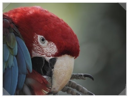 Miliffons Macaw