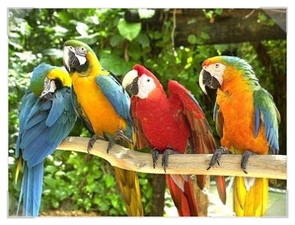 Miliffons Macaw
