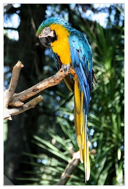 Miliffons Macaw