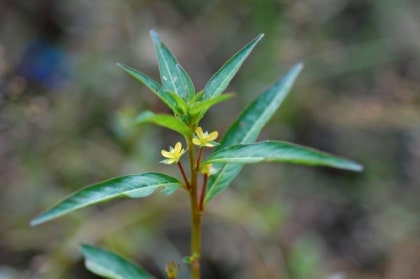 Ludwigia Prostrata