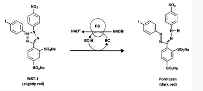 MTT assay / MTT, MTS, XTT, WST 차이점 - 오는냥