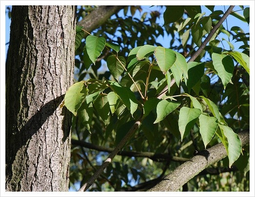 일본의 옻나무 Japanese lacquer tree : 네이버 블로그
