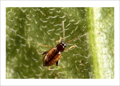 longitarsus succineus