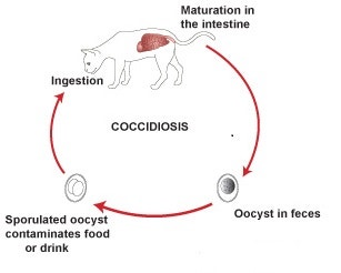 Isospora Canis Life Cycle