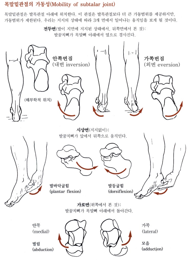 스포츠 손상과 재활 리플레이와 함께 알아보는 축구선수 발목염좌 부상과 재활 2편 신촌pt 신촌필라 네이버 블로그