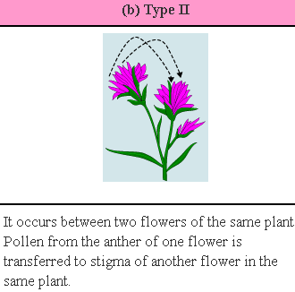 self pollination and cross pollination difference