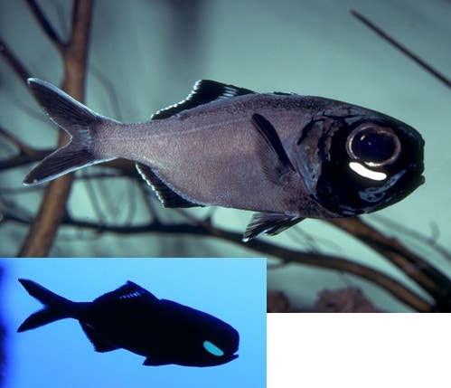 Anomalops katoptron - Lanterneye Fish : 네이버 블로그