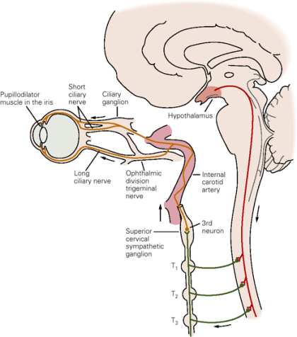 long ciliary nerve