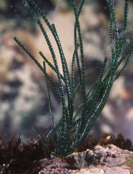 Chaetomorpha spp. - Spaghetti Algae, 염주말 : 네이버 블로그