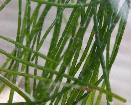 Chaetomorpha spp. - Spaghetti Algae, 염주말 : 네이버 블로그