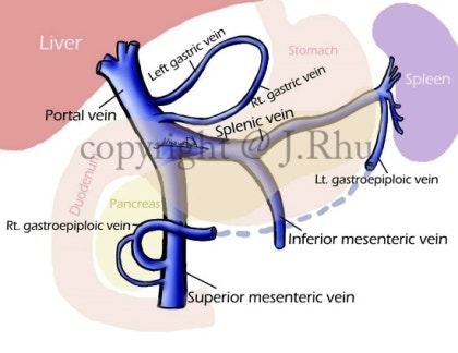 Superior Mesenteric Vein: Anatomy, Location Function, 57% OFF