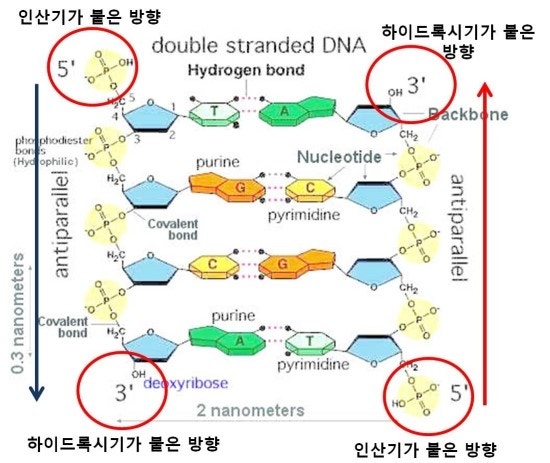 DNA(deoxyribonucleic acid)의 상보적 결합과 순환 : 네이버 블로그