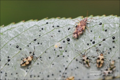 버드나무 방패와 브룩 방패