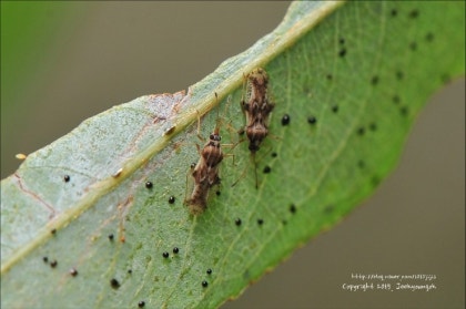 버드나무 방패와 브룩 방패