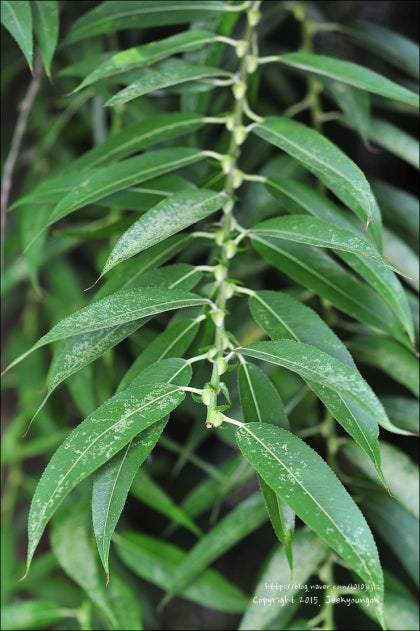 버드나무 방패와 브룩 방패