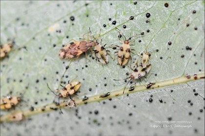 버드나무 방패와 브룩 방패