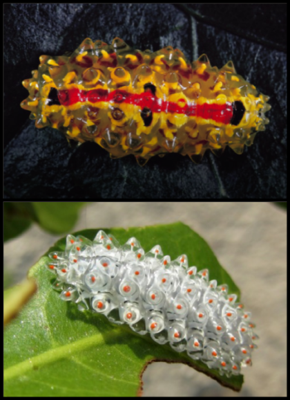 [세상에 요런놈이...] 신기방기 애벌레 ㅡ What's that Bug??? : 네이버 블로그