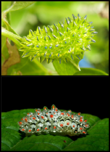 [세상에 요런놈이...] 신기방기 애벌레 ㅡ What's that Bug??? : 네이버 블로그