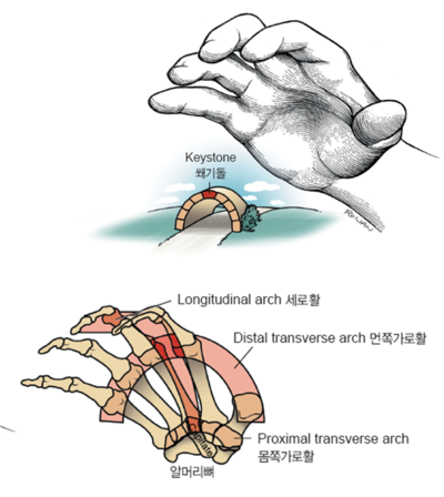 Transverse Arch In Hand