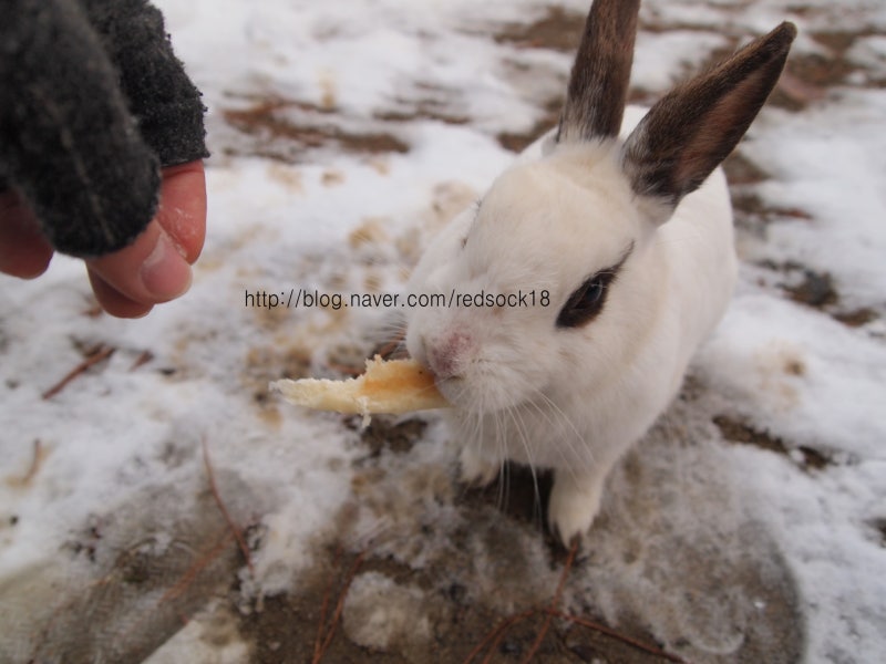 유명한 재즈/재즈추천/Flanagan and Allen - Run Rabbit Run : 네이버 블로그