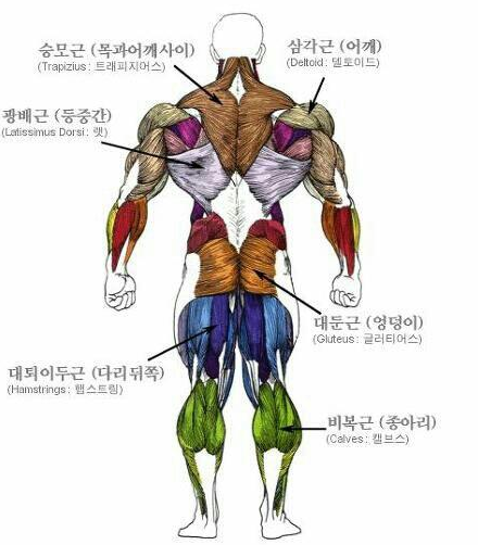 등 운동 데드리프트 자세 헬스 3대 운동 정확한 자세 짚고 넘어가기 내가 꼭 이 운동을 해야 하는 이유 네이버 블로그